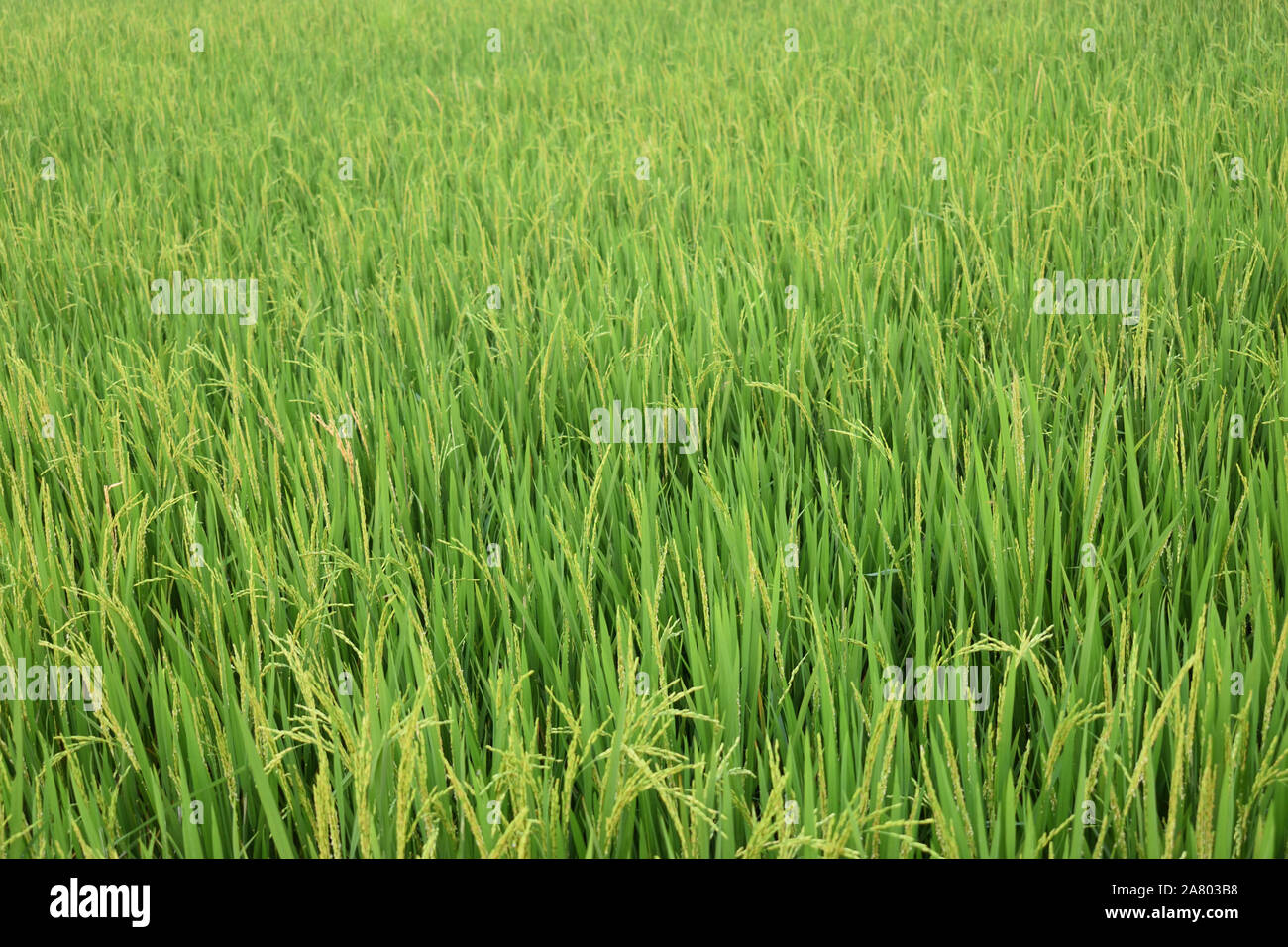paddy farming in india or natural paddy tree Stock Photo - Alamy