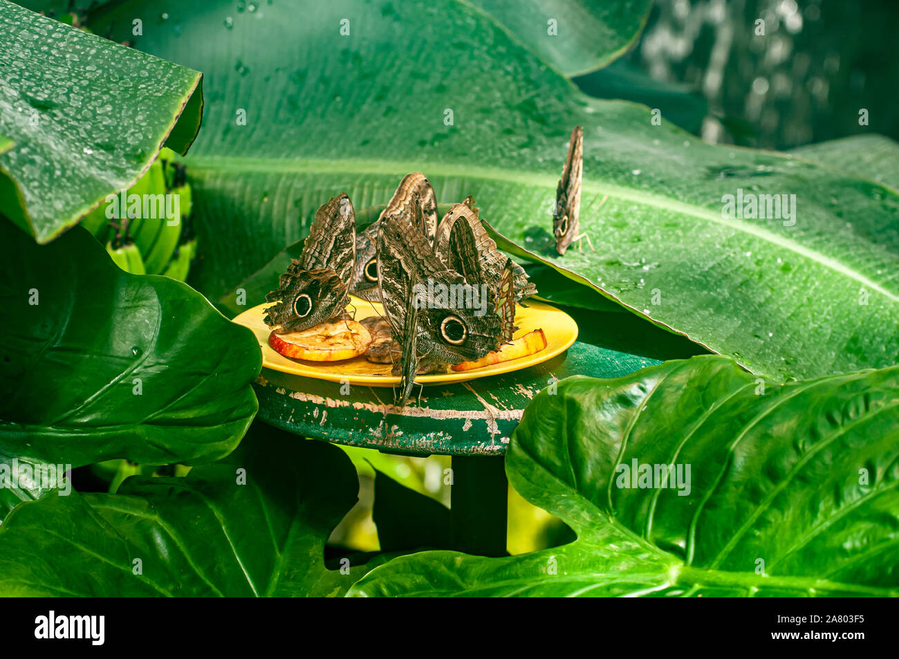 Close up of Morpho peleides butterfly (Morpho peleides, the Peleides ...
