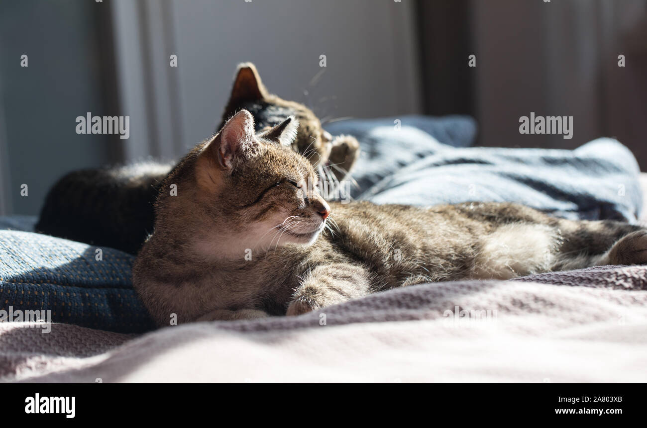 close up of two tabby cats in bed Stock Photo - Alamy