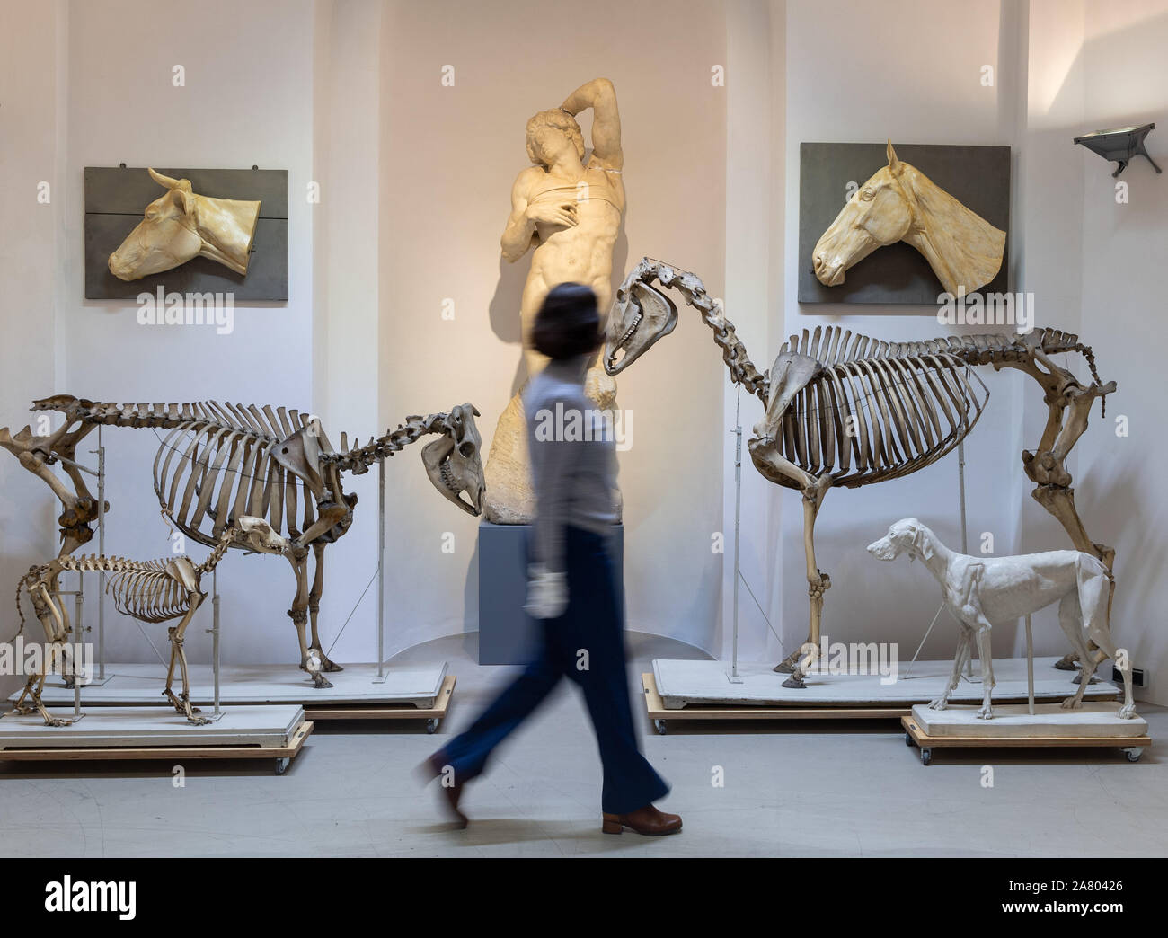 Human cow dog hi-res stock photography and images - Alamy