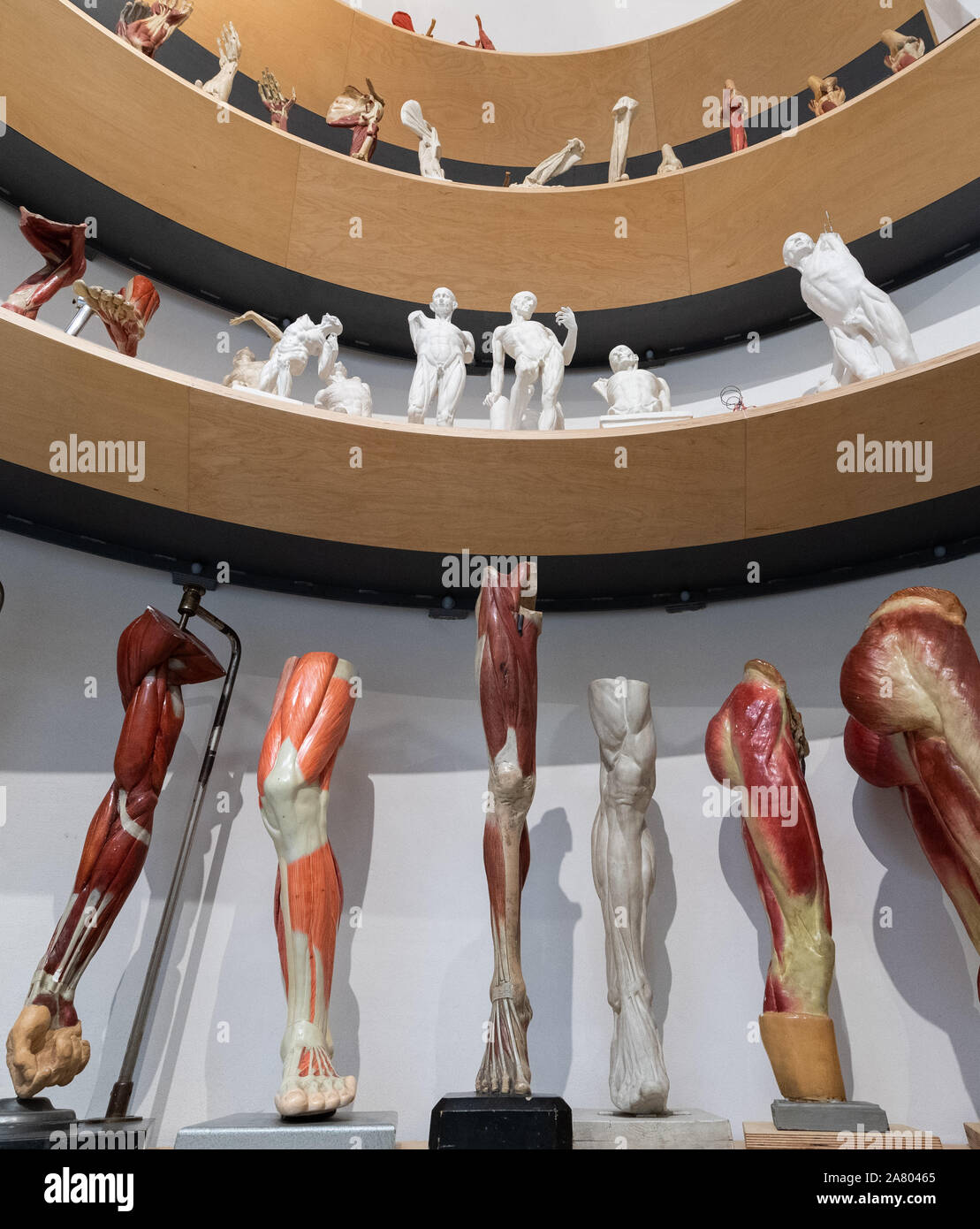 Human body parts wax hi-res stock photography and images - Alamy