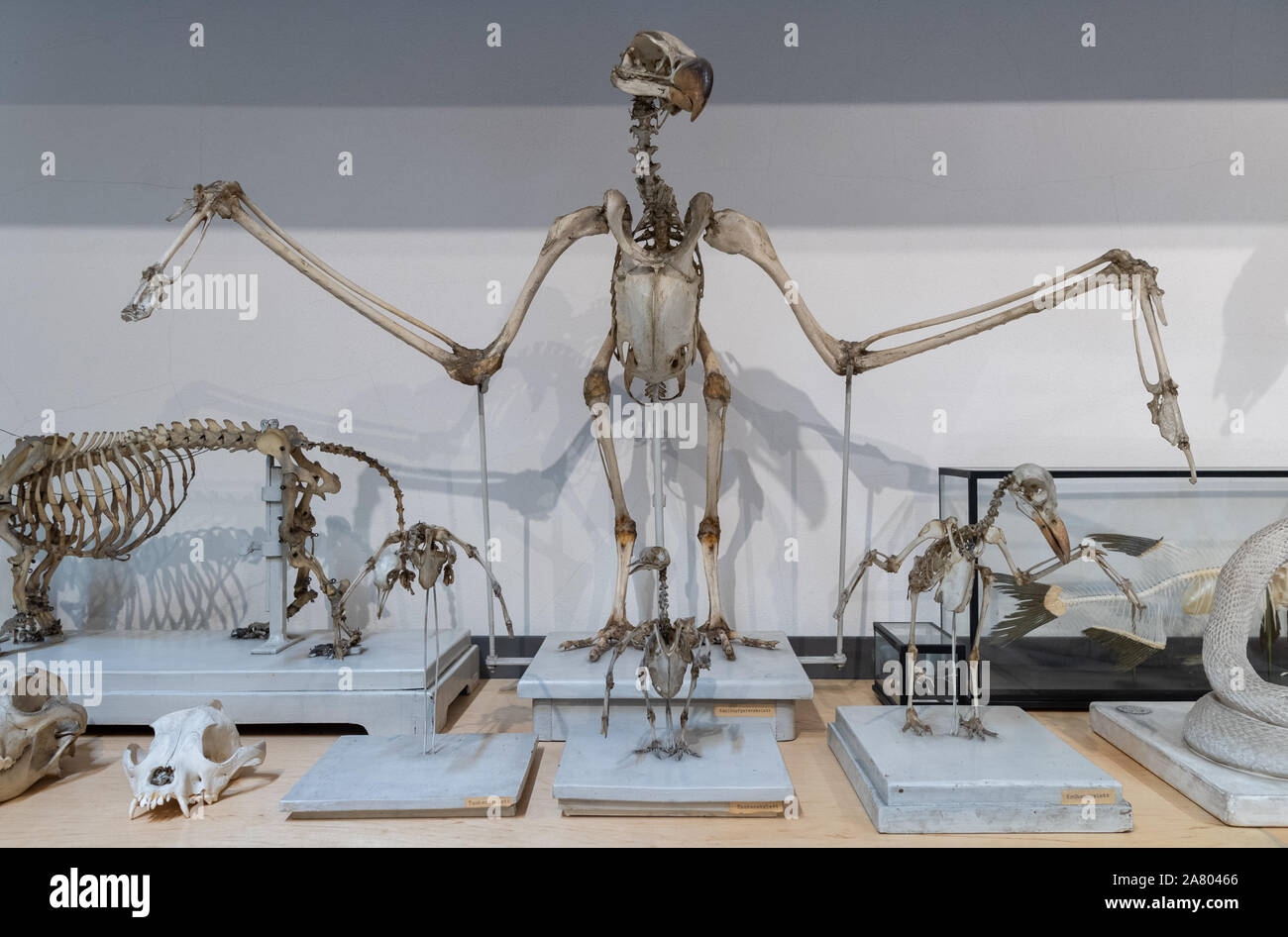 Vulture skeleton hi-res stock photography and images - Alamy