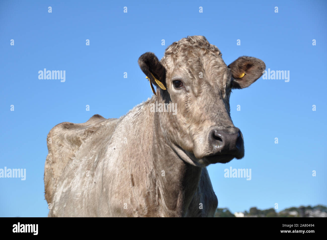 Cow close up Stock Photo - Alamy