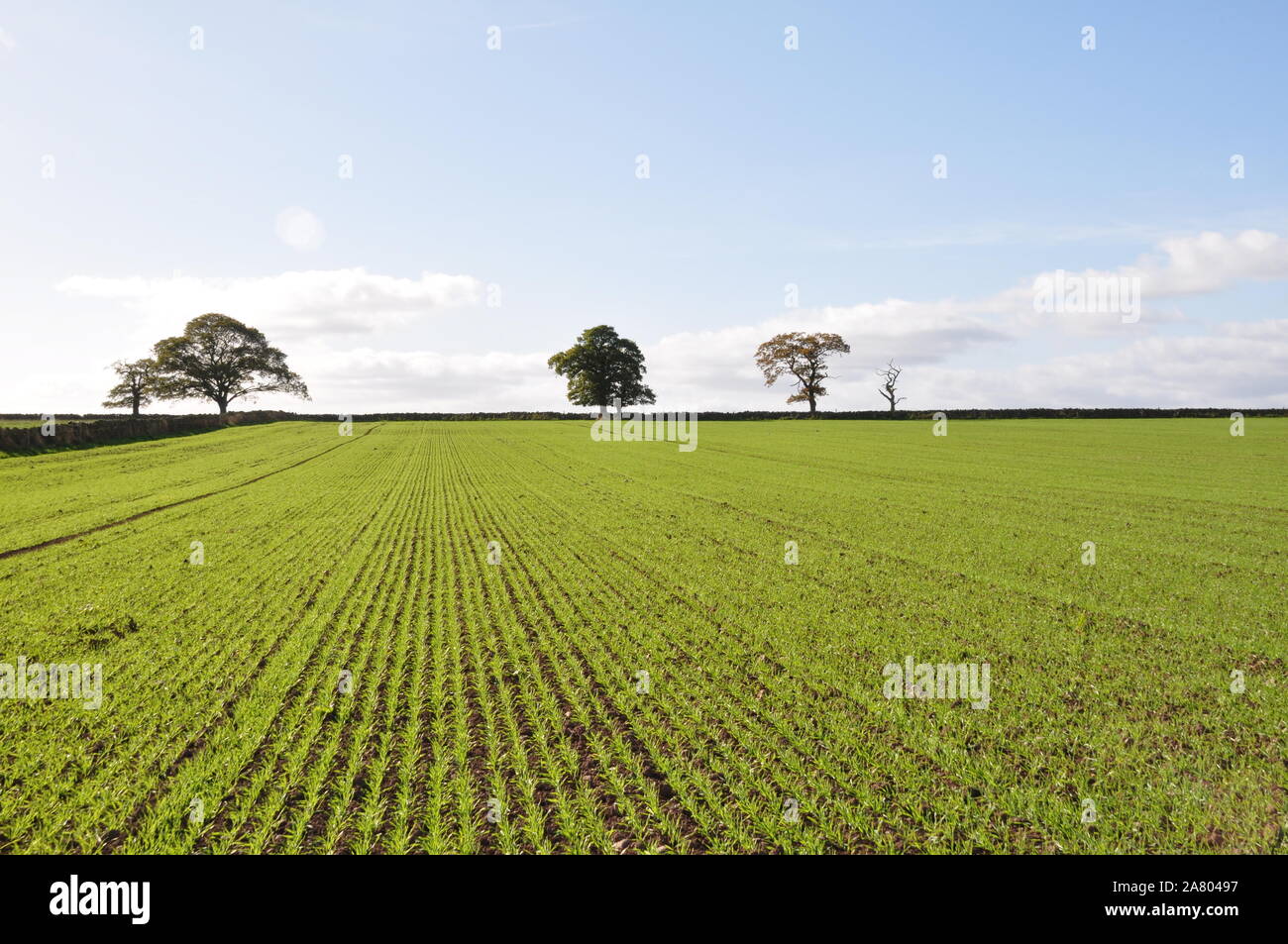 Straight lines in field hi-res stock photography and images - Alamy