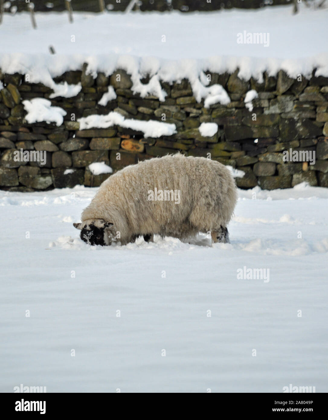 Sheep digging in snow for grass Stock Photo - Alamy