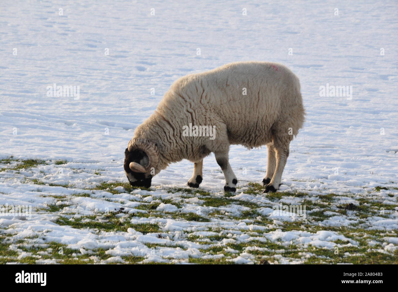 Sheep eating in snowy field hi-res stock photography and images - Alamy