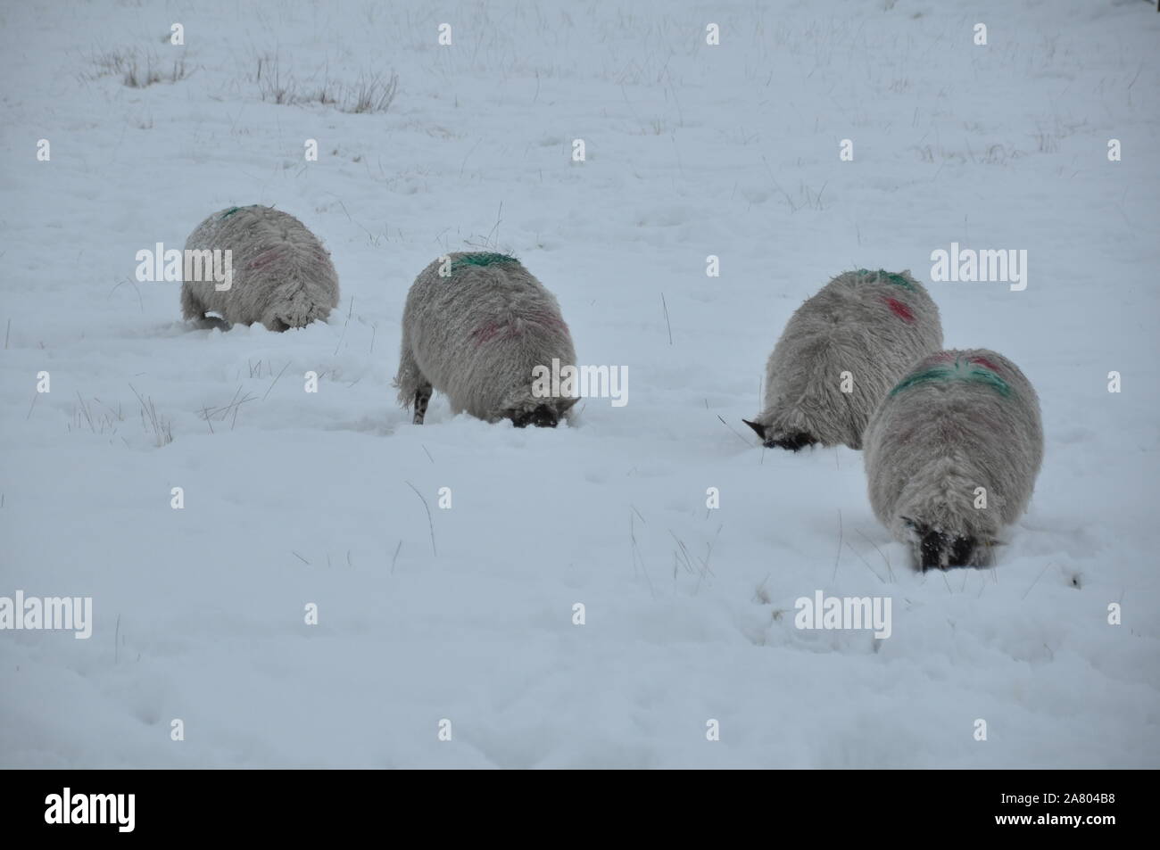 Sheep digging in snow for grass Stock Photo - Alamy