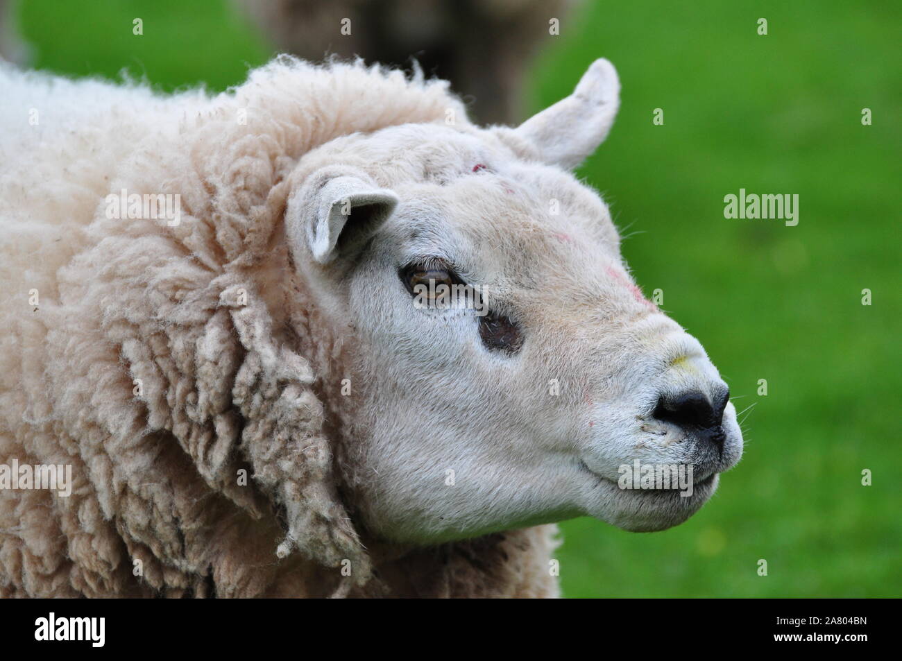 Texel ram hi-res stock photography and images - Alamy