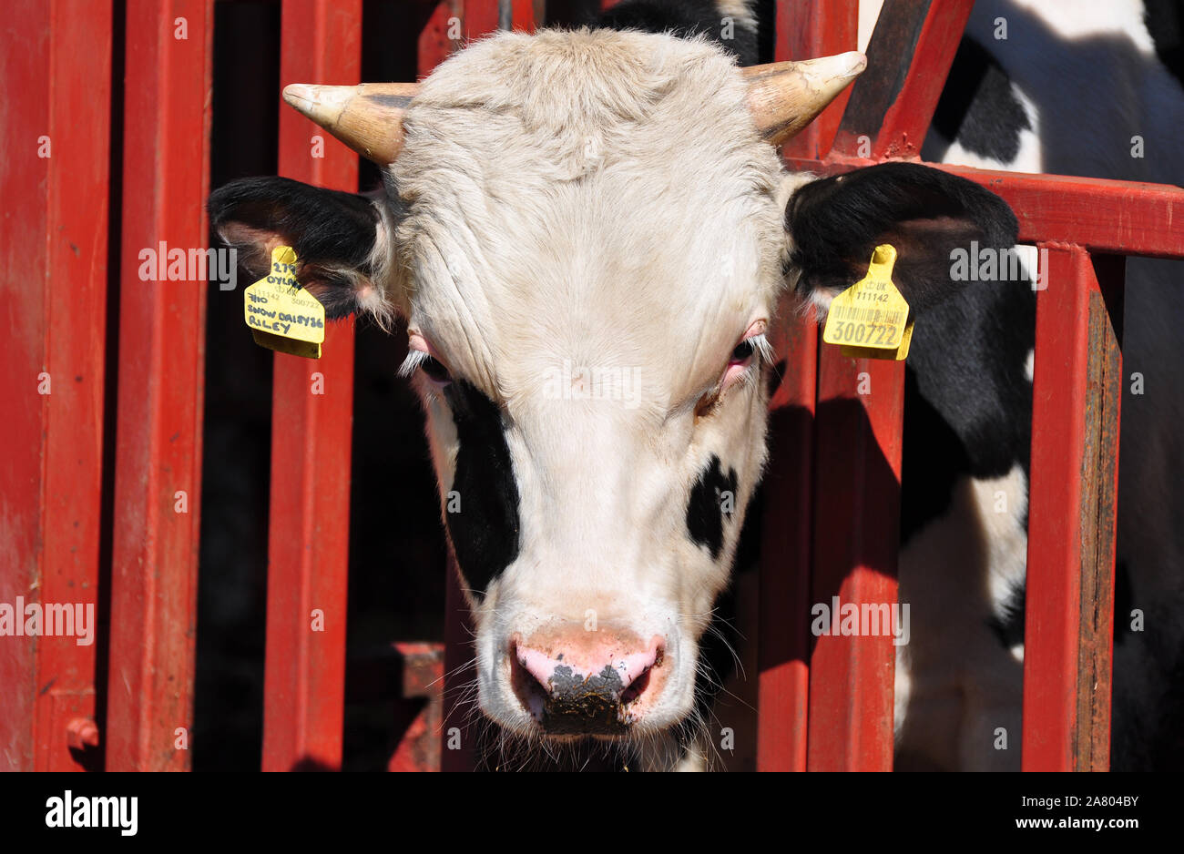 Bull pen hi-res stock photography and images - Alamy