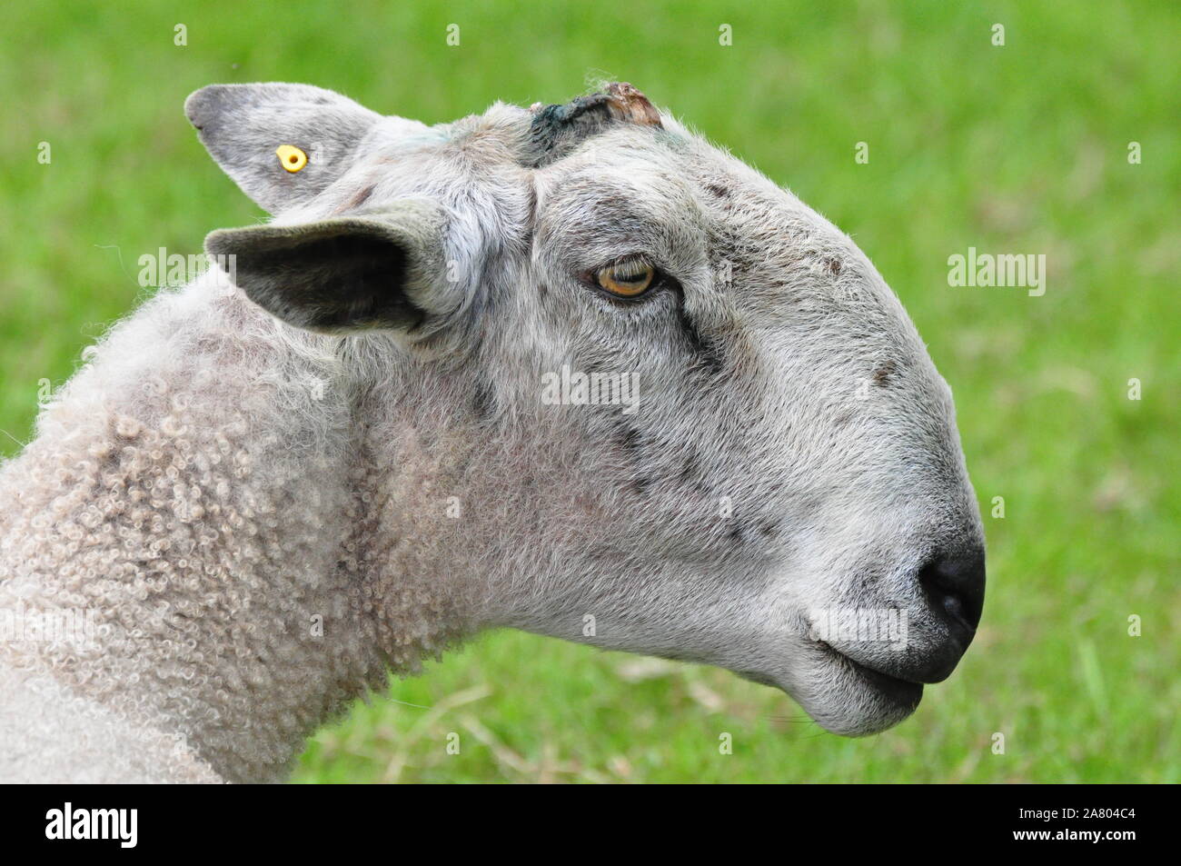 Leicester blue face sheep hi-res stock photography and images - Alamy
