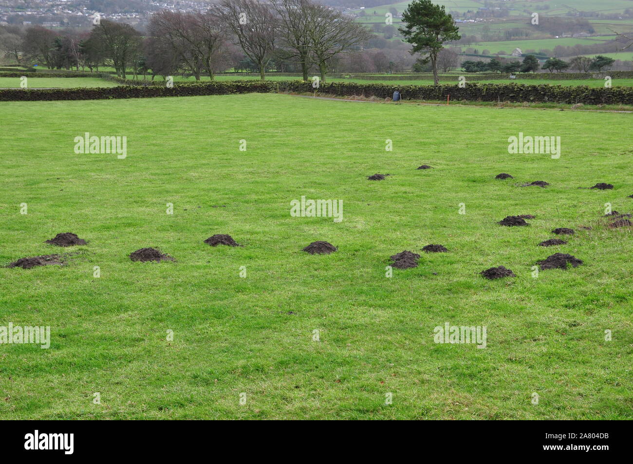 Molehills field hi-res stock photography and images - Alamy