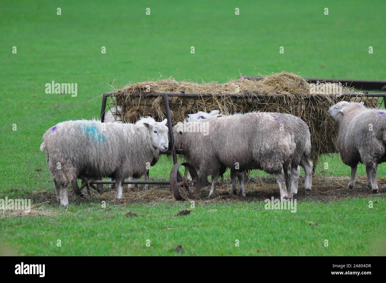 Sheep eating hay from a rack hi-res stock photography and images - Alamy