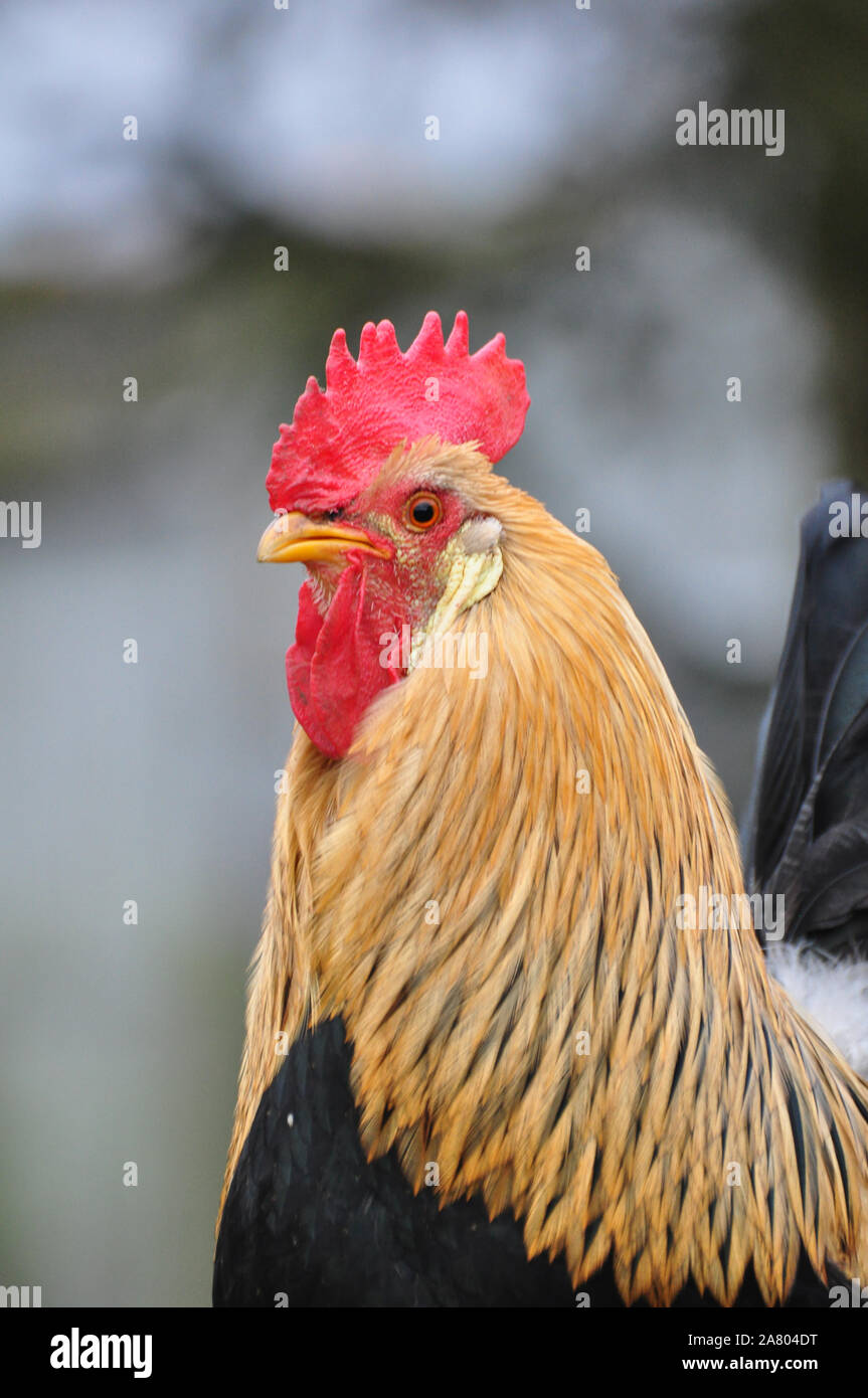 Cockerels head and comb hi-res stock photography and images - Alamy