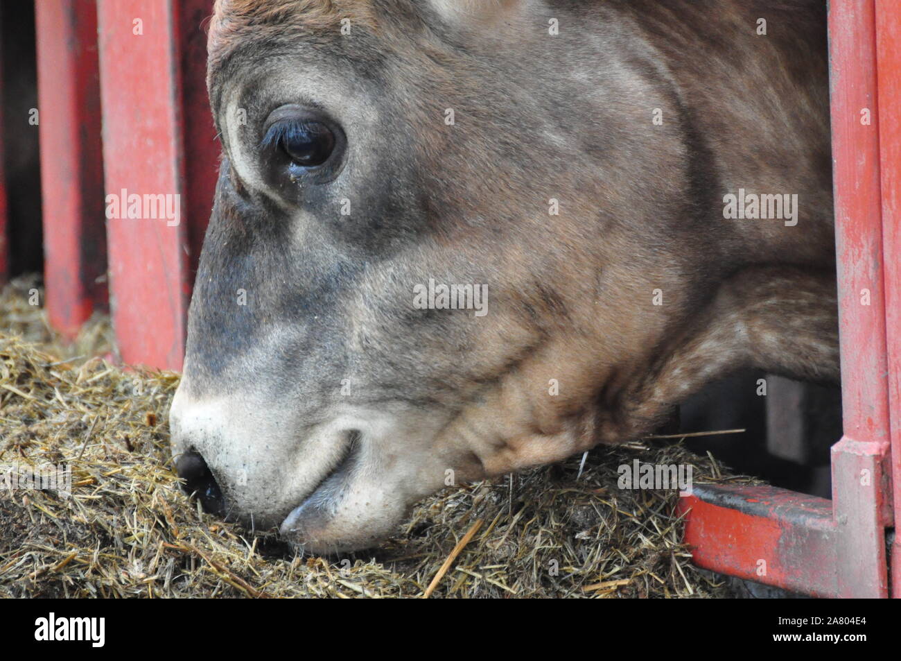 Cow eating silage Stock Photo - Alamy
