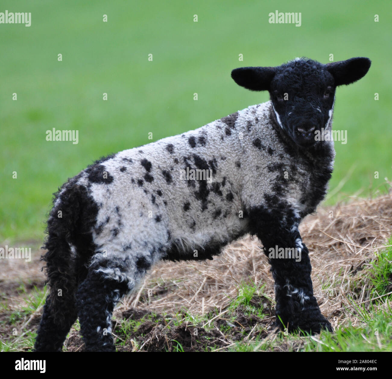 Black faced lamb Stock Photo - Alamy