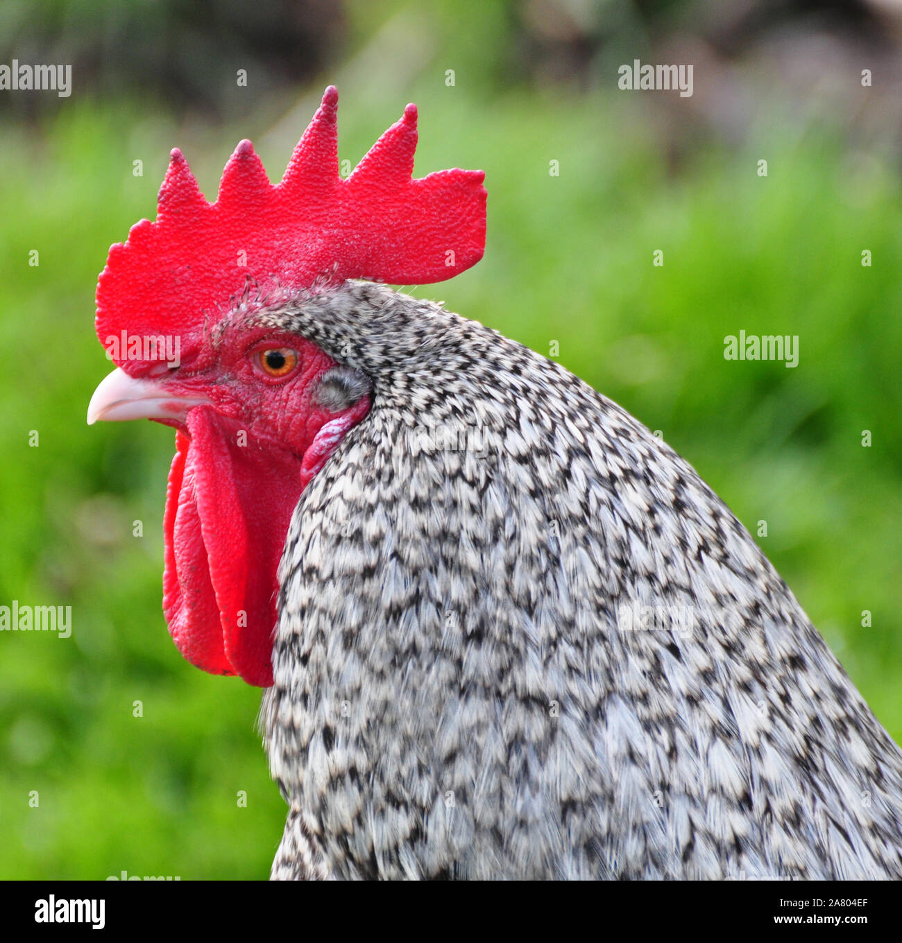 Cockerels head and comb hi-res stock photography and images - Alamy