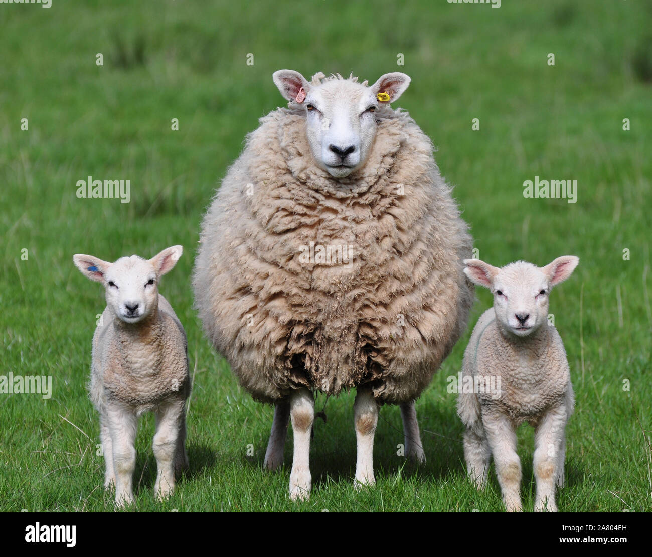 Sheep and twin lambs posing for a photo Stock Photo - Alamy