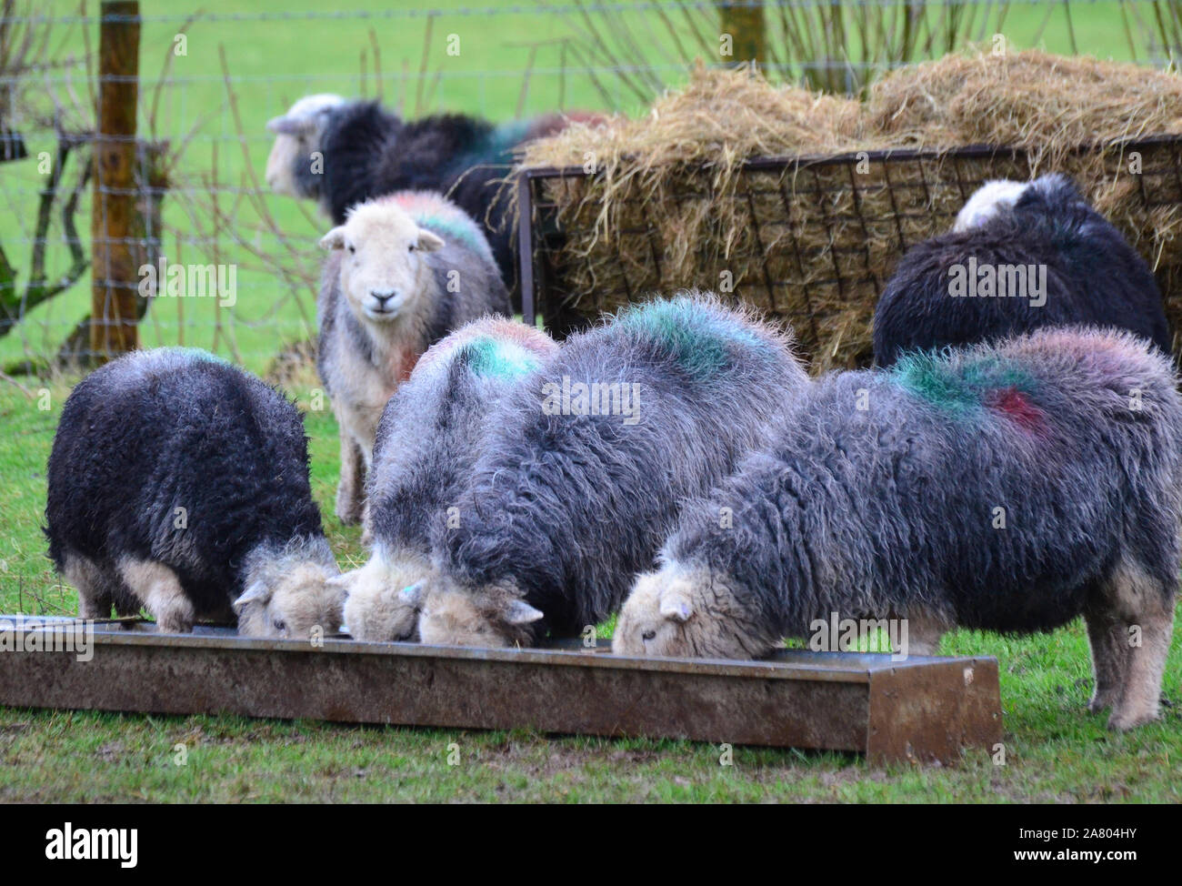Herdwick sheep eating from trough in Winter Stock Photo - Alamy