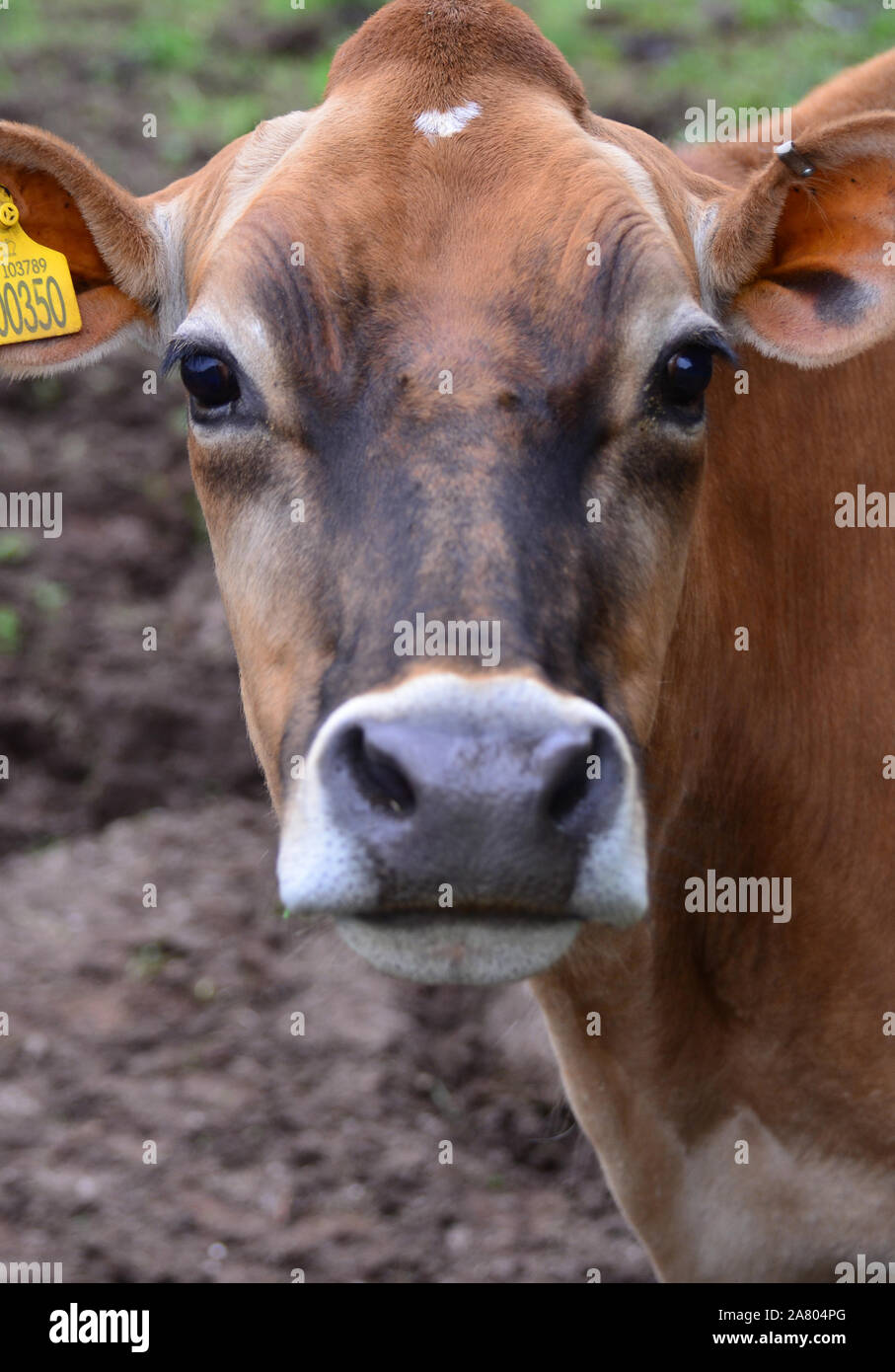 Brown cow close up hi-res stock photography and images - Alamy
