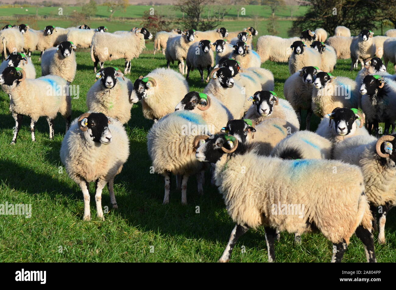 Flock of Swaledale sheep Stock Photo - Alamy