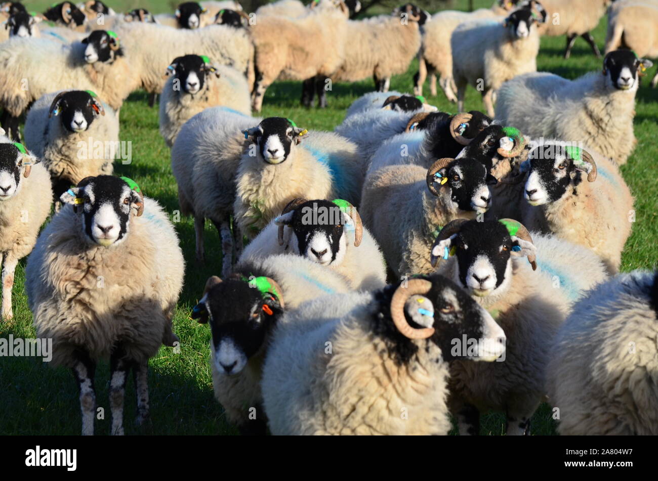Flock of Swaledale sheep Stock Photo - Alamy