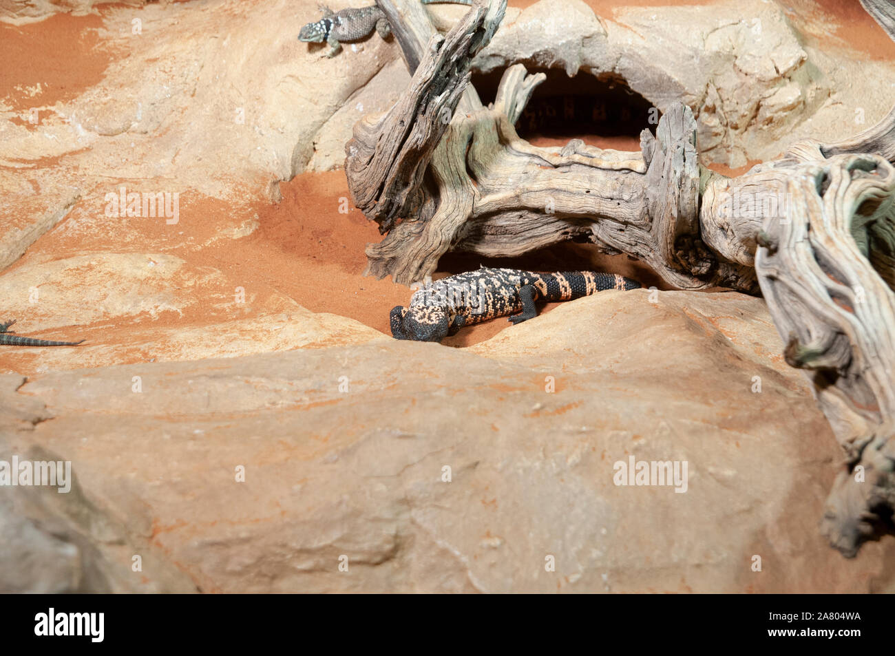 Gila monster (Heloderma suspectum) is a species of venomous lizard ...