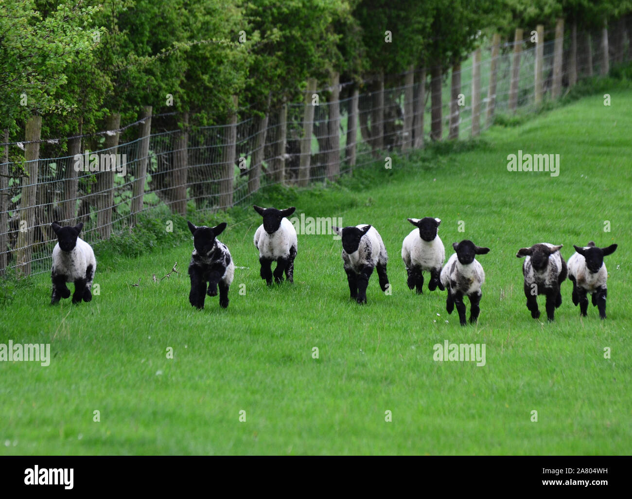 Eight lambs hi-res stock photography and images - Alamy
