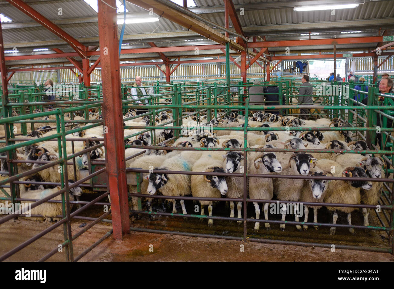 Sheep Auction Stock Photos & Sheep Auction Stock Images - Alamy