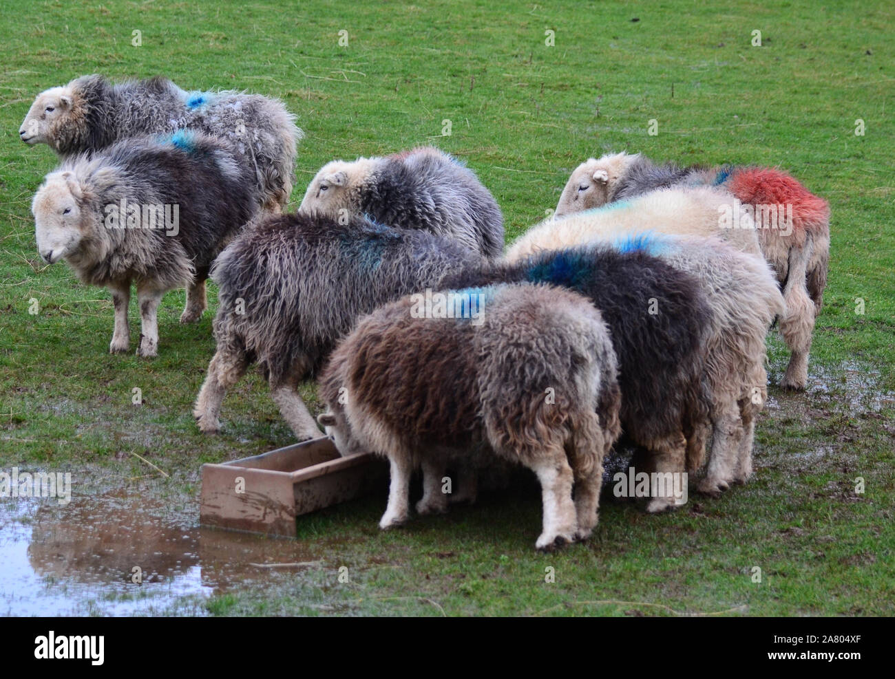 Sheep mating hi-res stock photography and images - Alamy