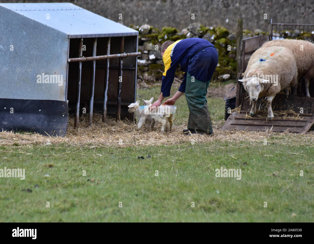 Farmer handling lambs hi-res stock photography and images - Alamy