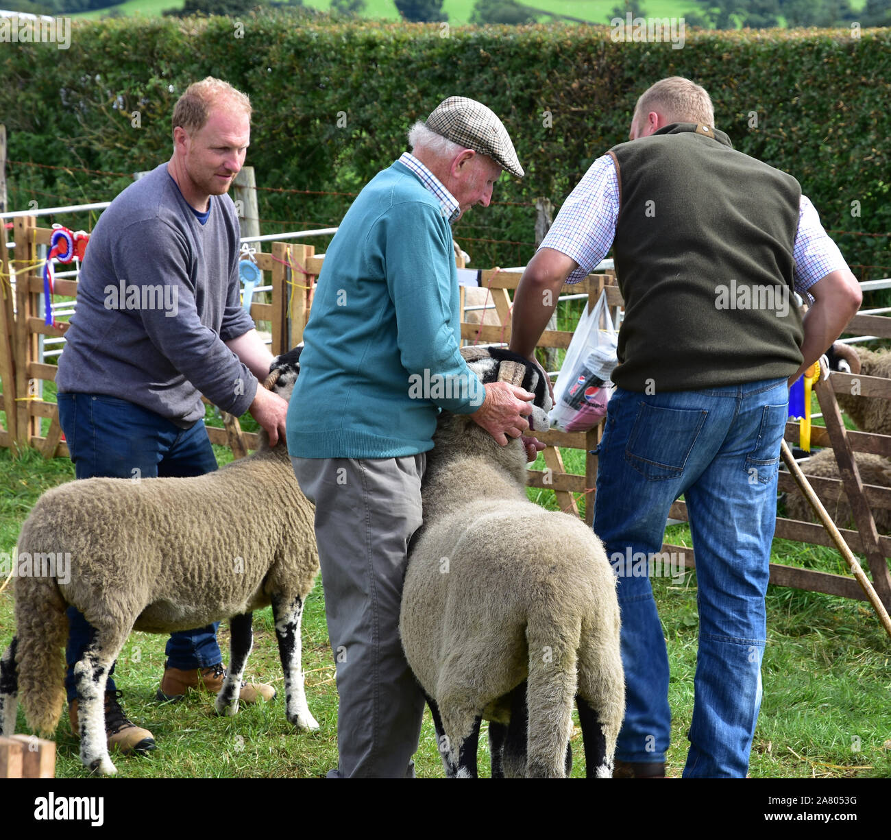 Judging sheep at Dufton show, Cumbria Stock Photo - Alamy