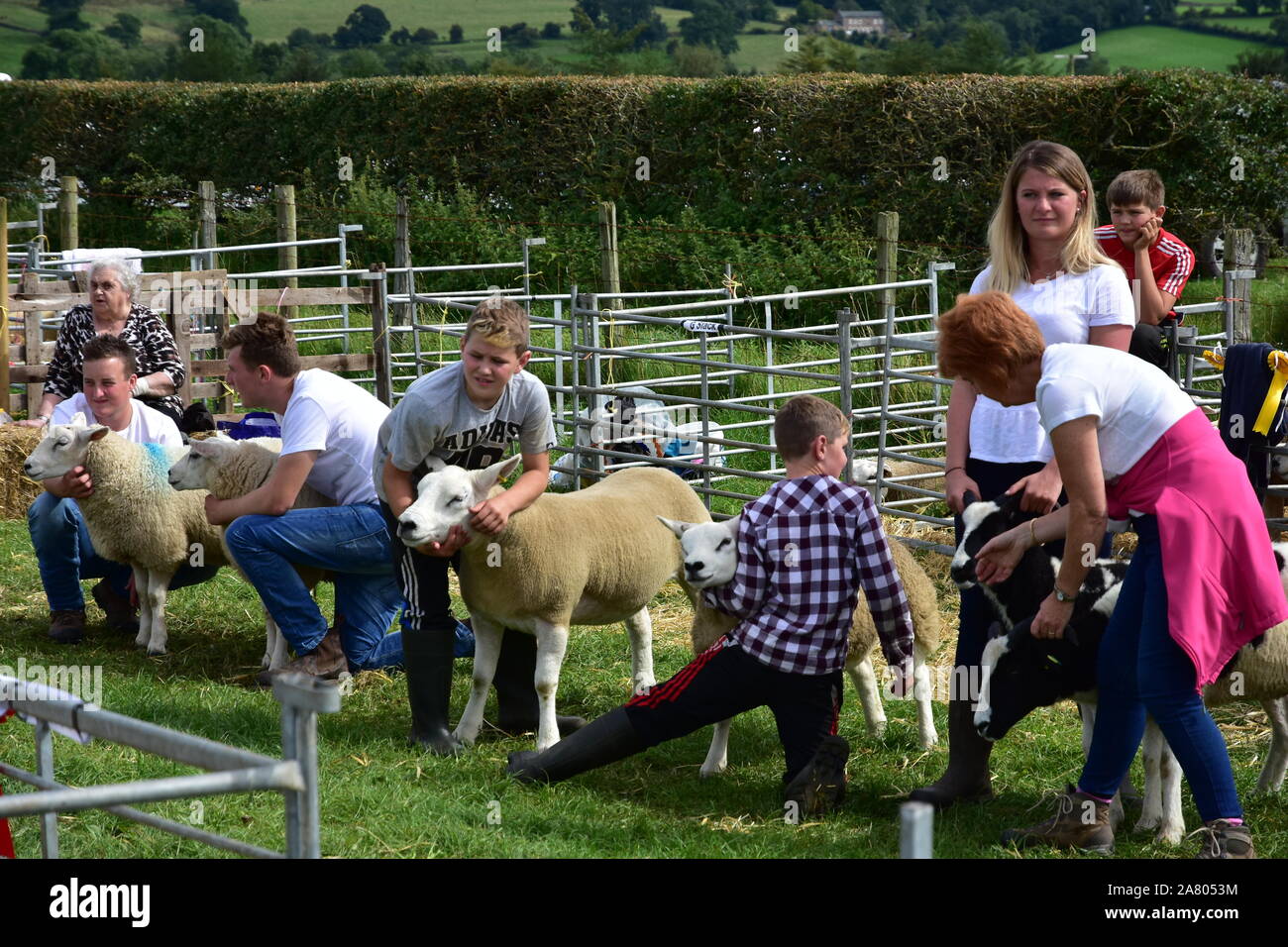 Show Sheep Farmers High Resolution Stock Photography and Images - Alamy