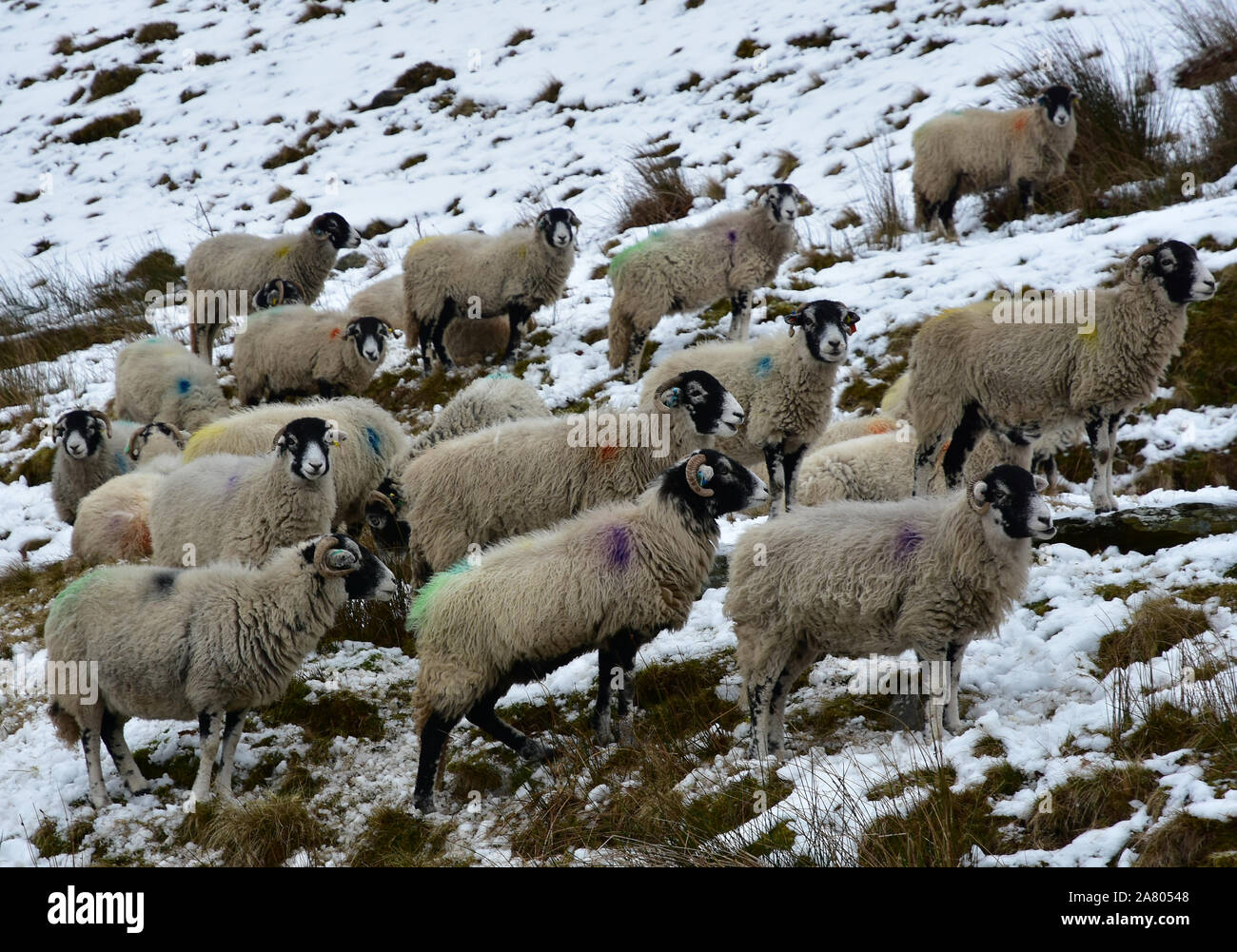 Sheep in snow hi-res stock photography and images - Alamy