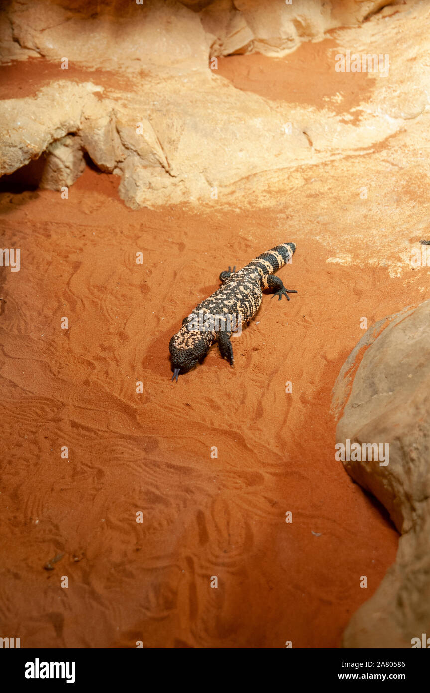 Gila monster (Heloderma suspectum) is a species of venomous lizard ...