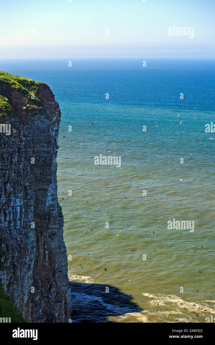 Seabird colony nesting on the chalk cliffs at Bempton Cliffs on the ...