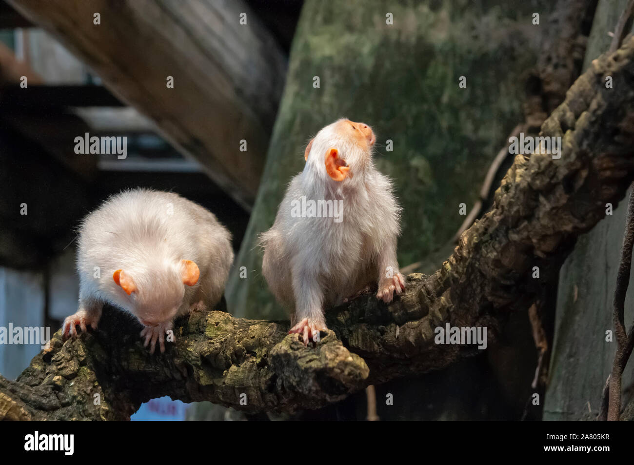 silvery marmoset (Mico argentatus) is a New World monkey that lives in ...