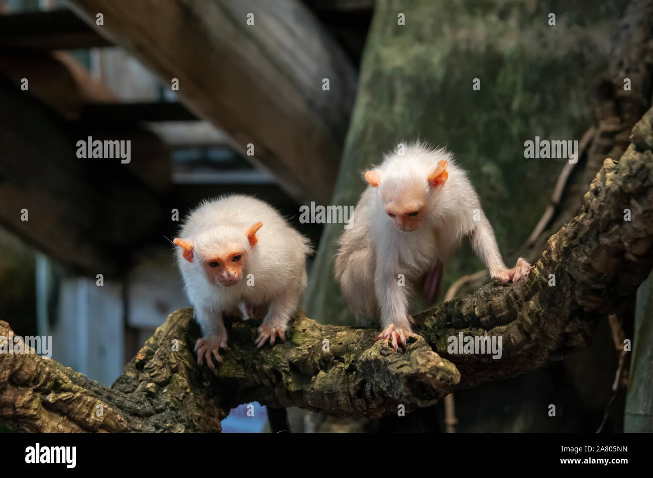 silvery marmoset (Mico argentatus) is a New World monkey that lives in ...