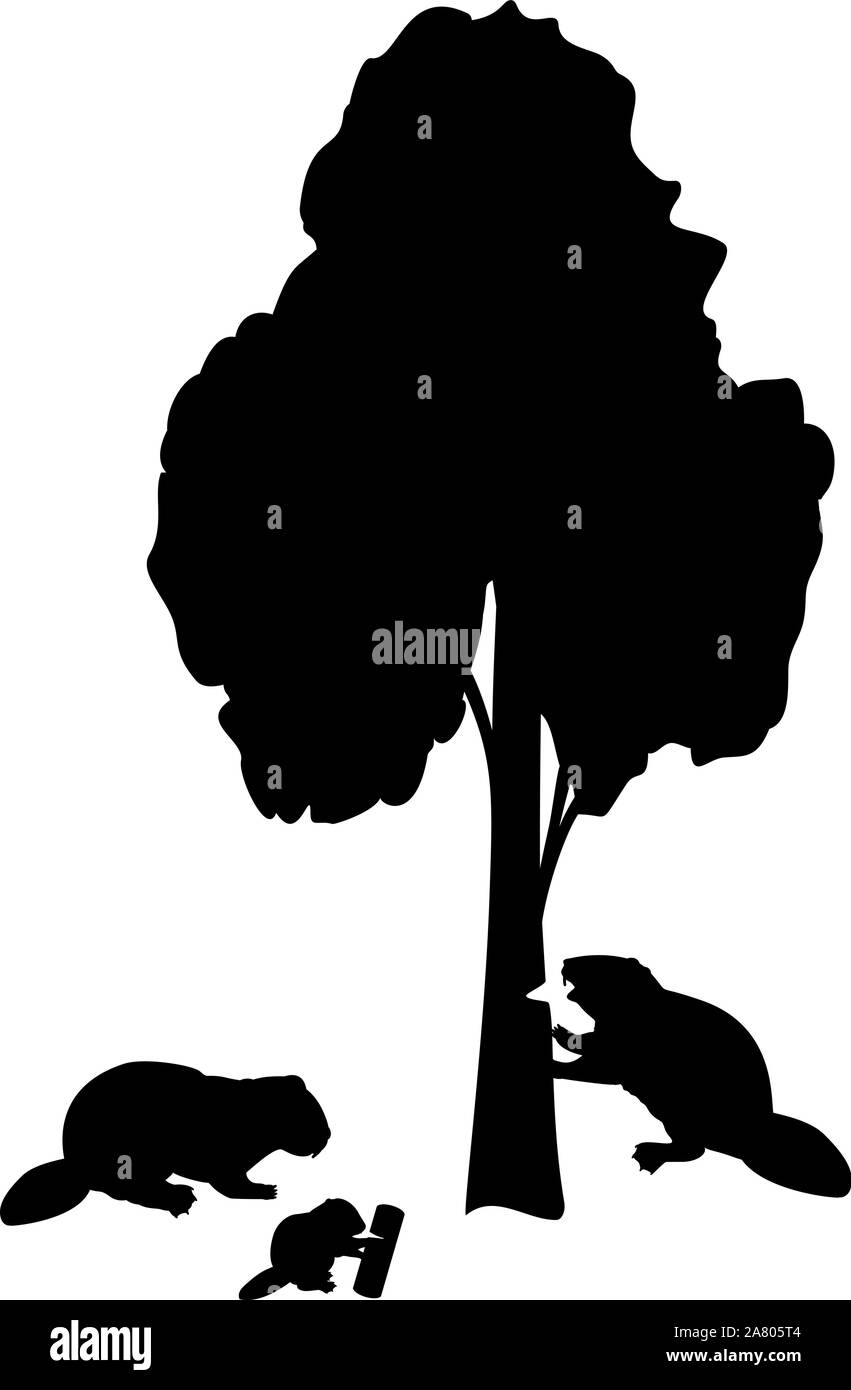 Beaver eating tree Cut Out Stock Images & Pictures - Alamy