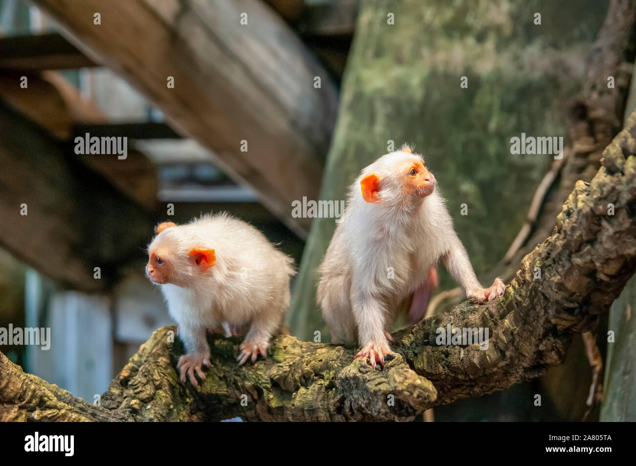 silvery marmoset (Mico argentatus) is a New World monkey that lives in ...
