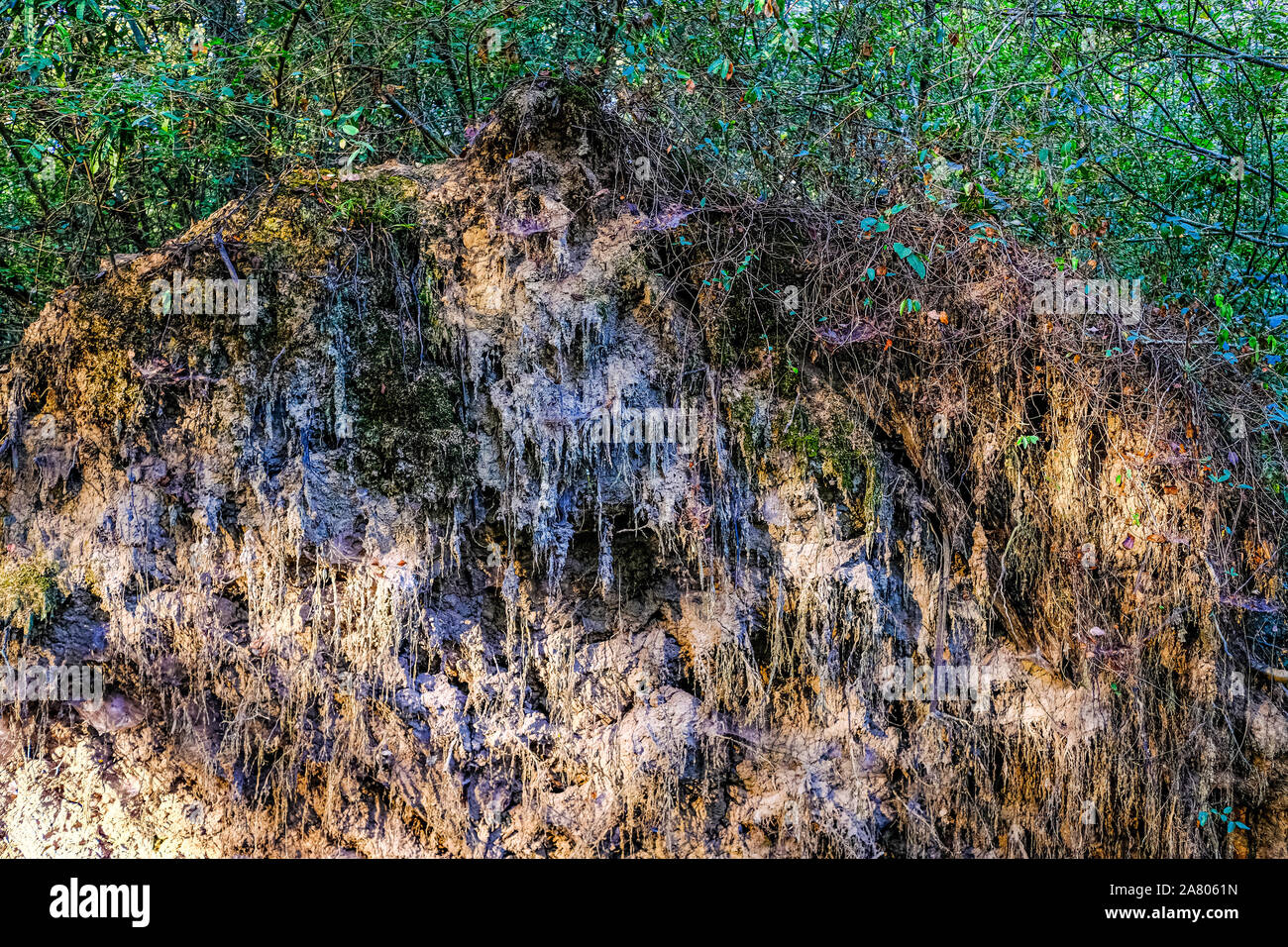 Shallow roots hi-res stock photography and images - Alamy