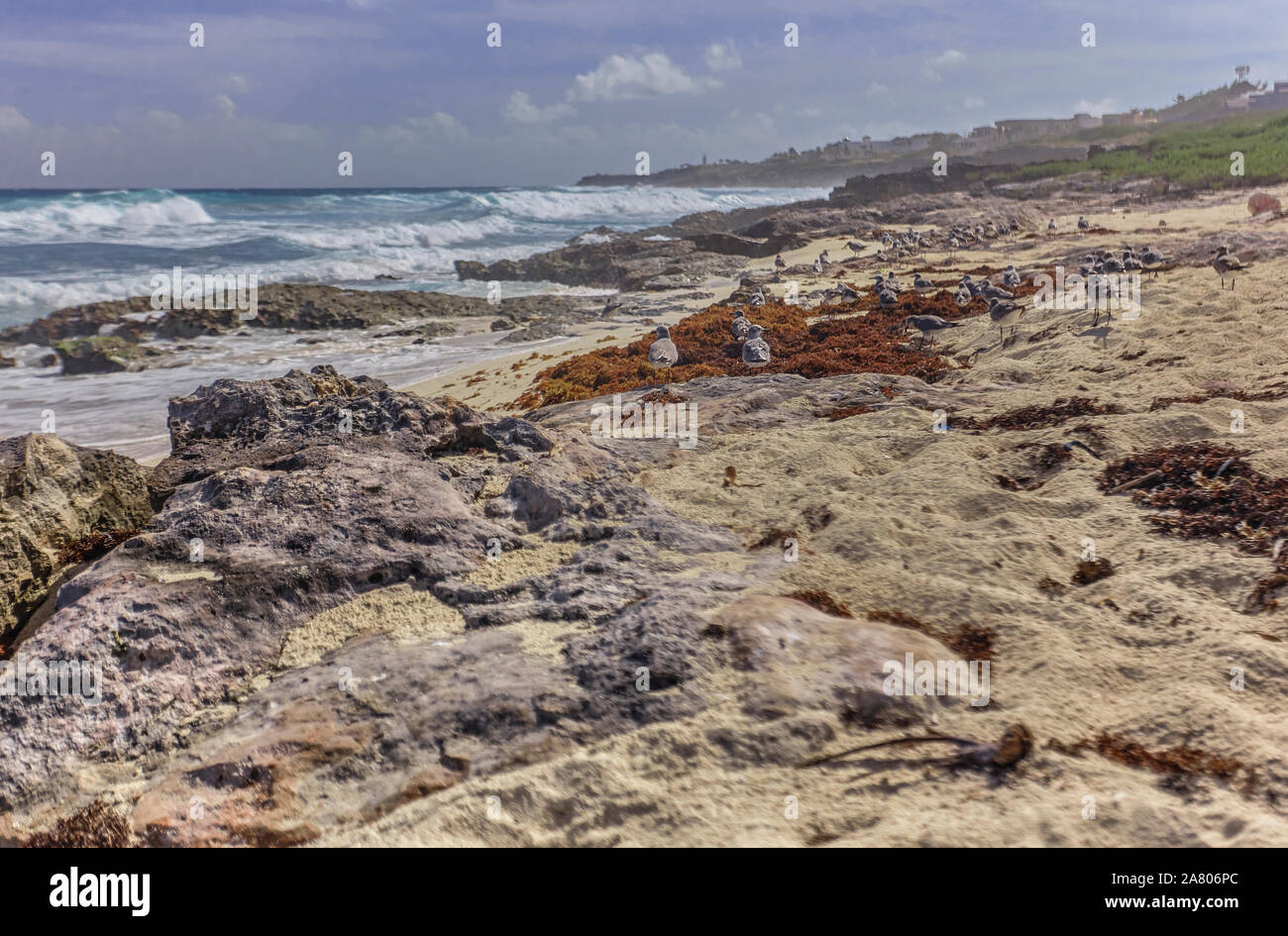 Gulls on The beach Stock Photo - Alamy