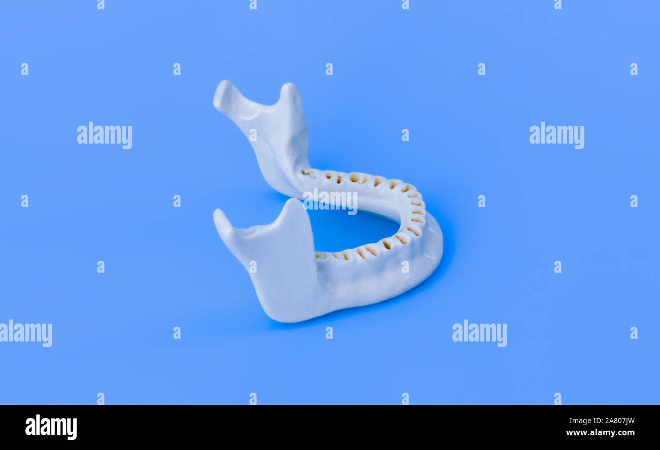 Lower human jaw without teeth model medical illustration isolated on ...