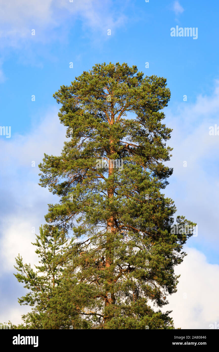 Pine treetop hi-res stock photography and images - Alamy