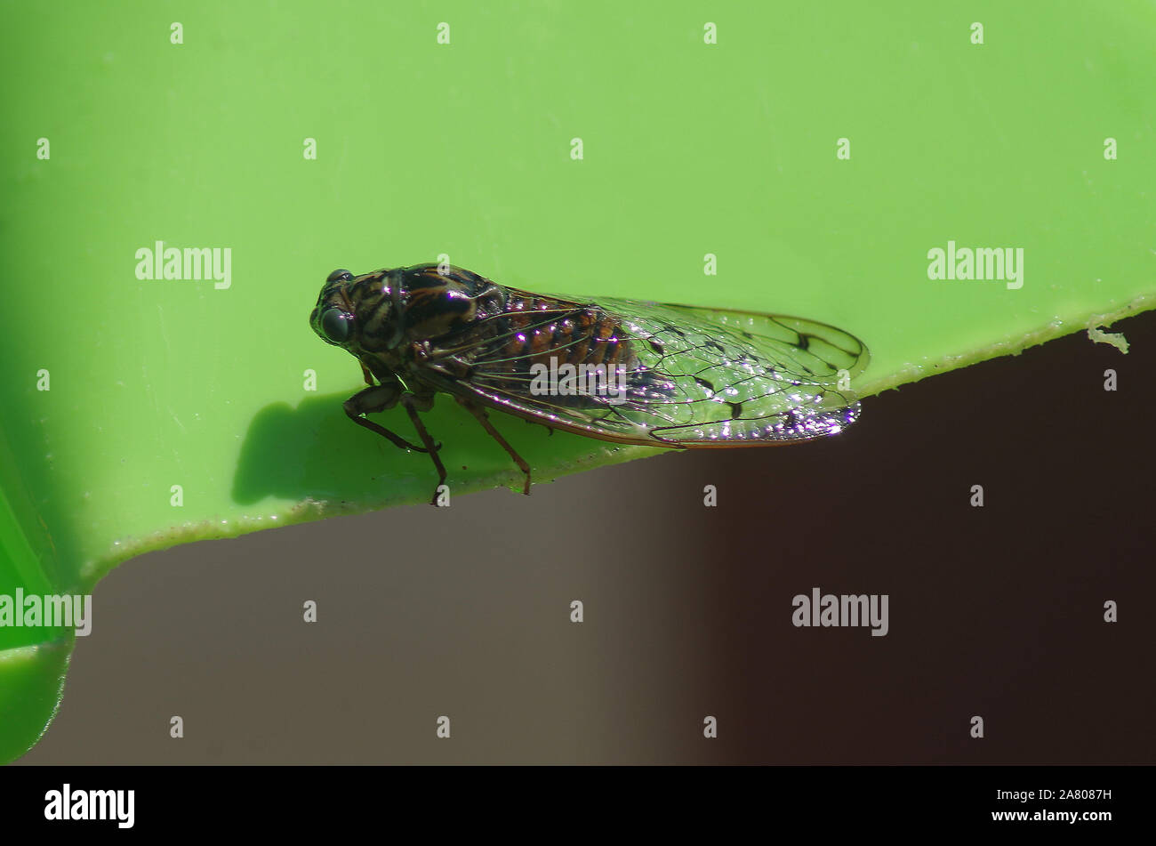 Detailed fly hi-res stock photography and images - Alamy
