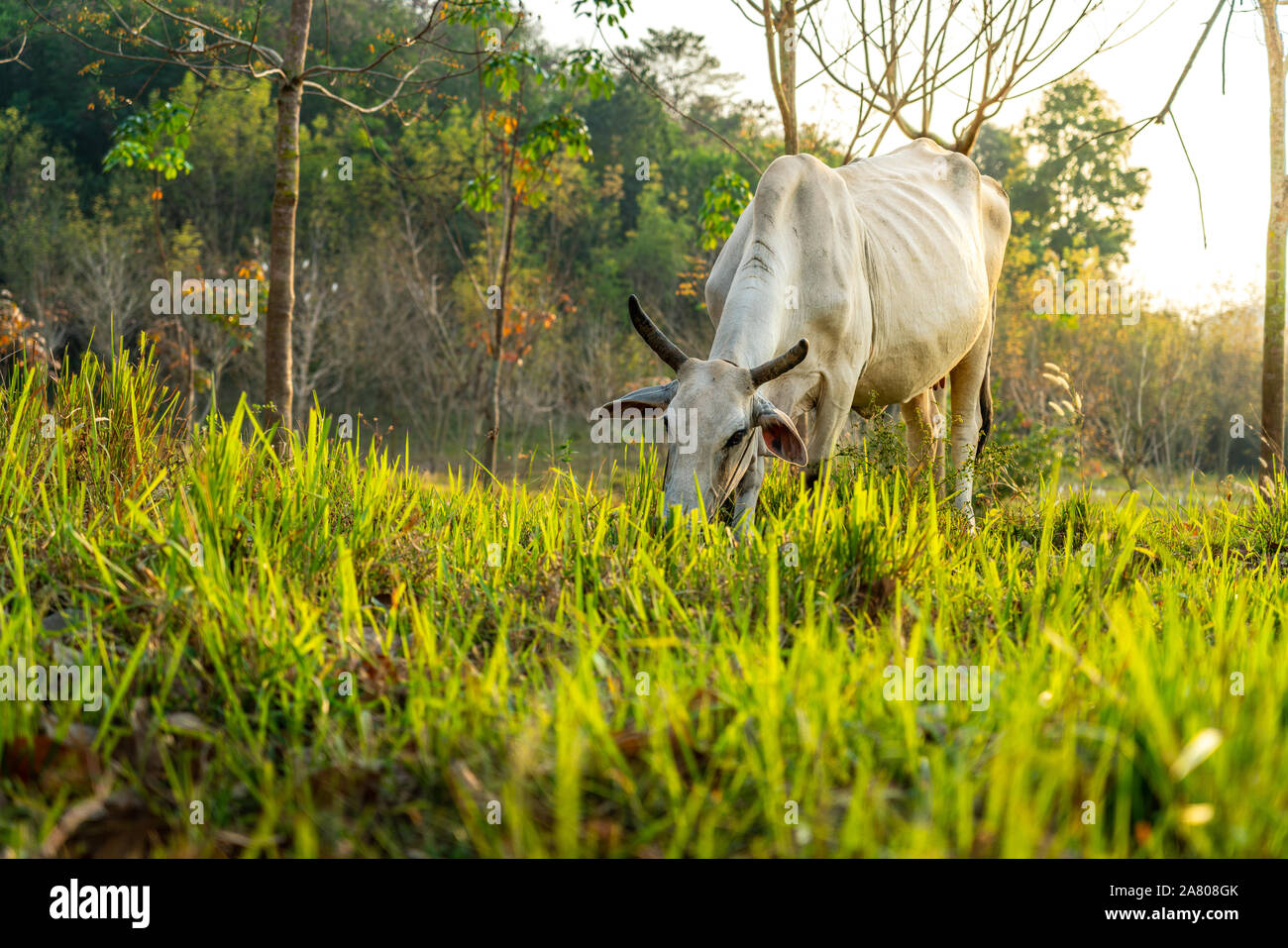 Golden cow hi-res stock photography and images - Alamy