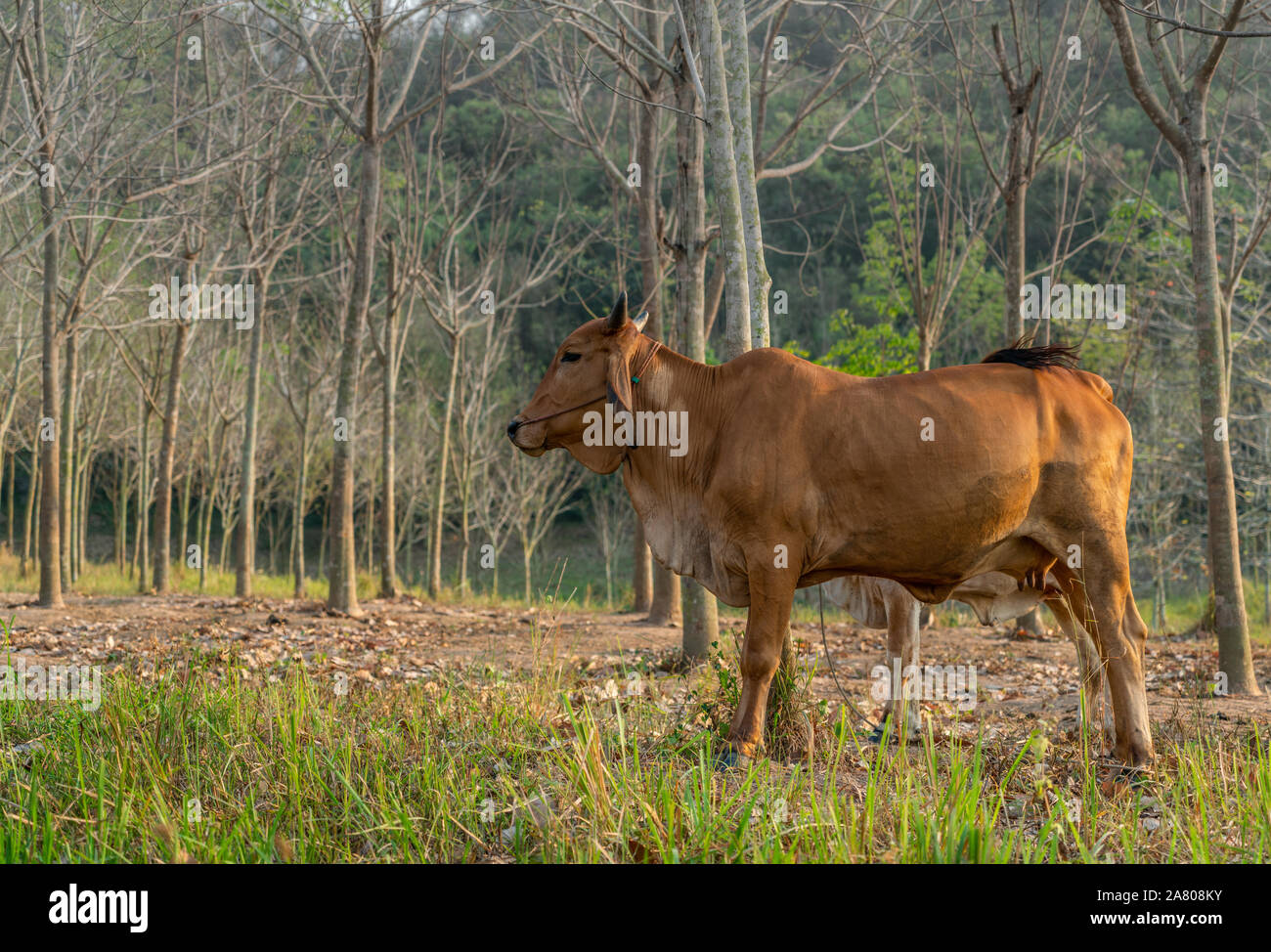 Beautiful cow standing in hi-res stock photography and images - Alamy