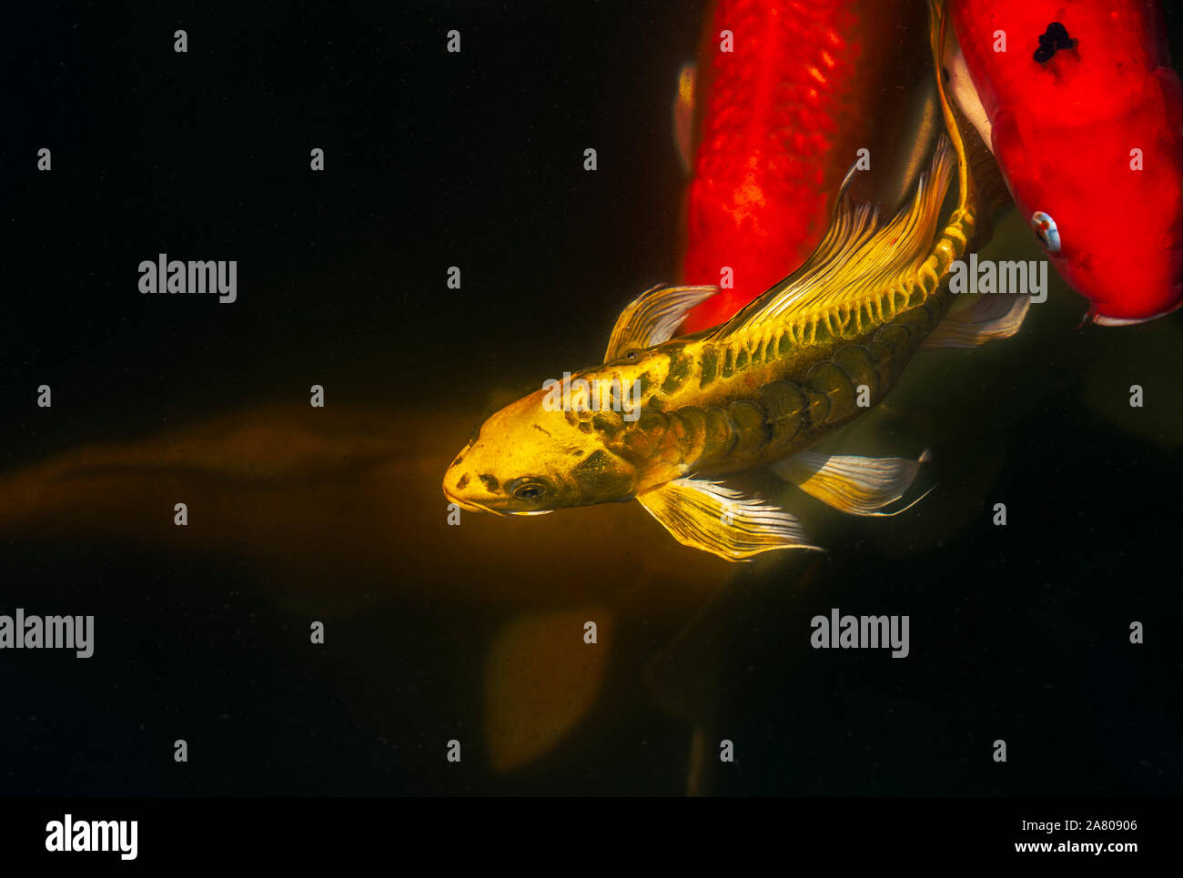 Beautiful golden carp is swimming in pond Stock Photo - Alamy