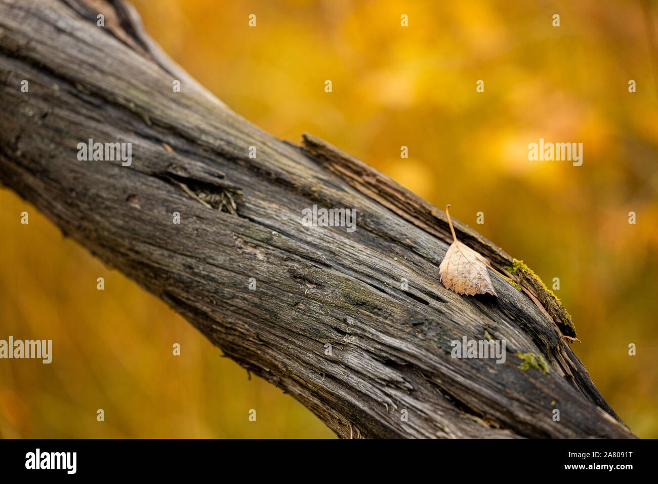 Fallen leaf on dead tree in autumn forest Stock Photo - Alamy
