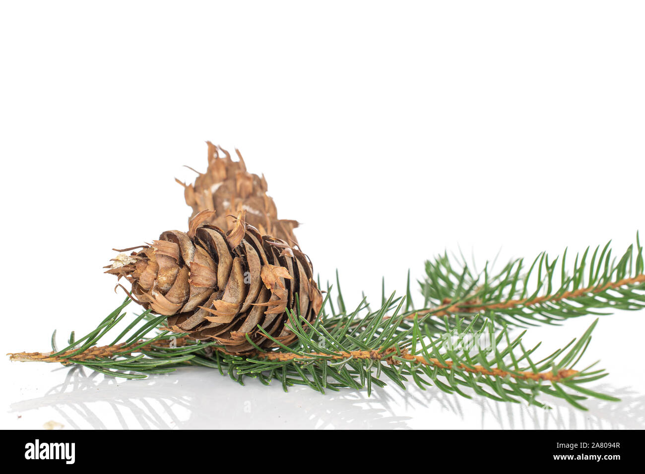 One whole natural christmas green branch spruce isolated on white ...