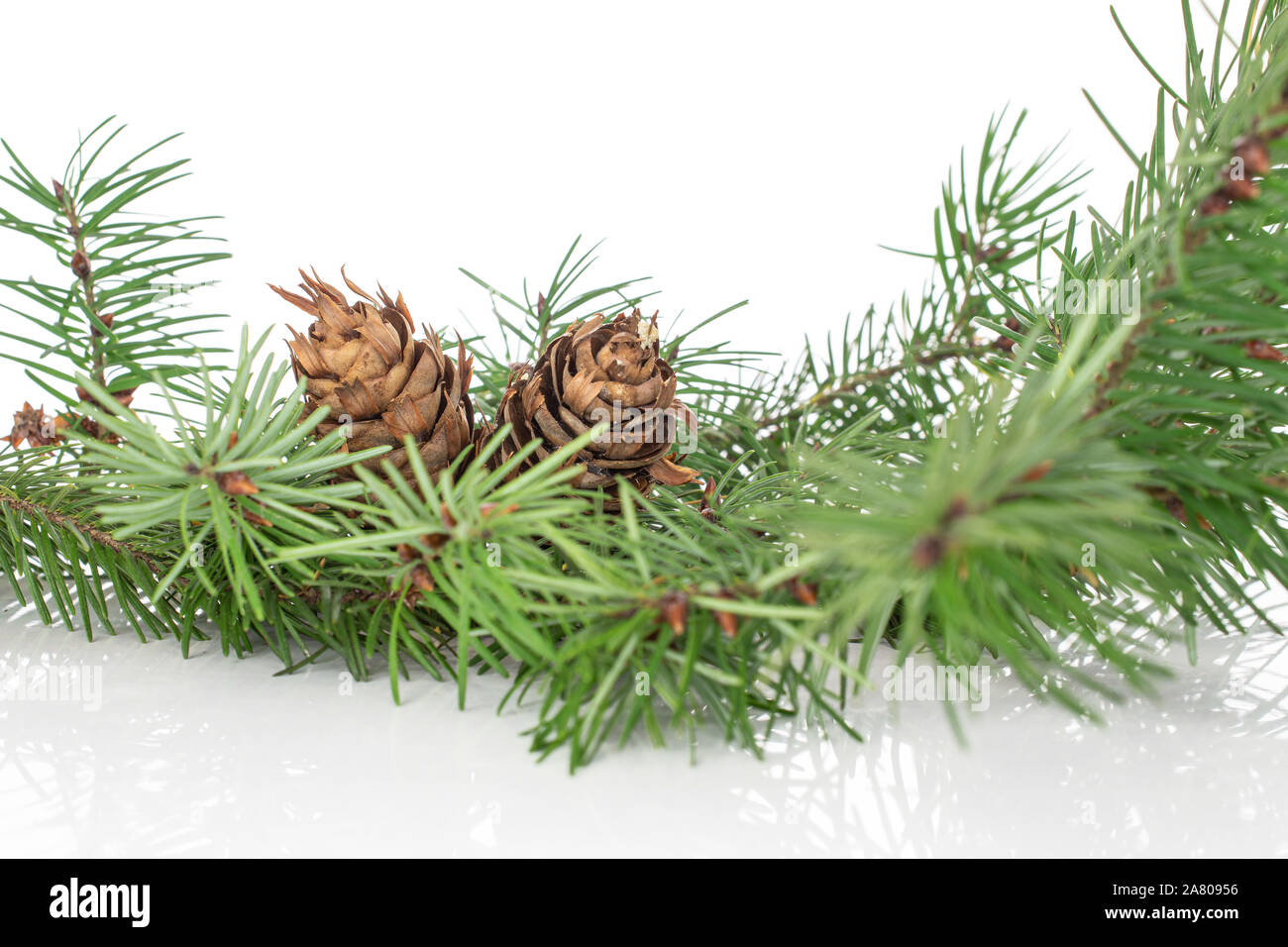 One whole natural christmas green branch spruce isolated on white ...